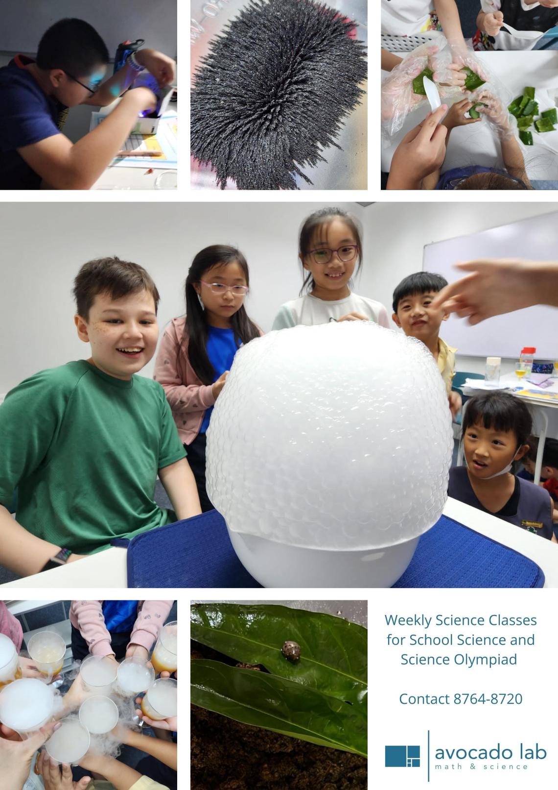 Holiday Workshops – Avocado Lab